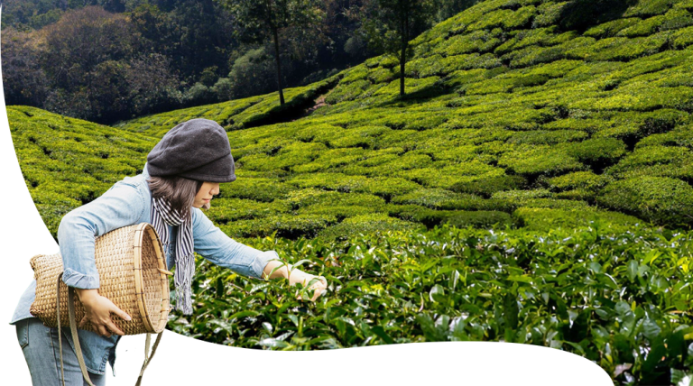 Tea Mill - Buy Premium Herbal & Ayurvedic Teas Online